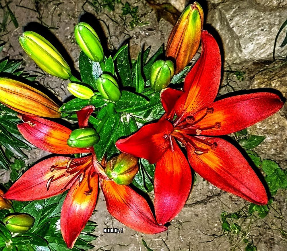 Photo of the bloom of Lily (Lilium 'Matrix') posted by HoodLily ...