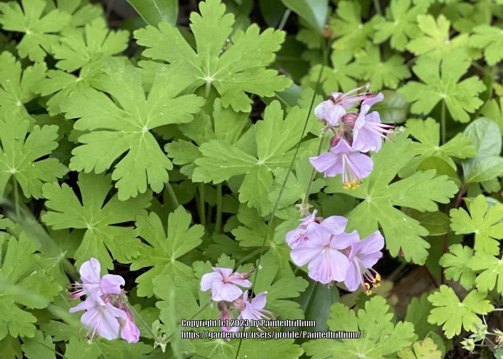 Photo of the entire plant of Cranesbill (Geranium macrorrhizum ...