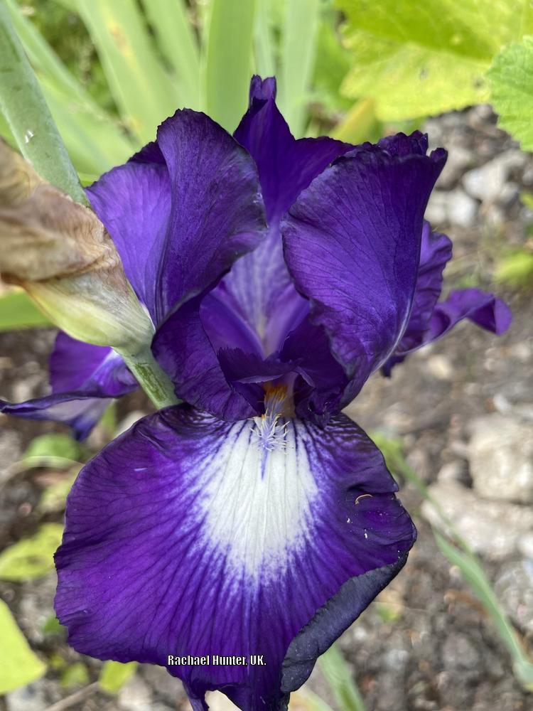 Tall Bearded Iris (Iris 'Fall Spotlight') in the Irises Database ...