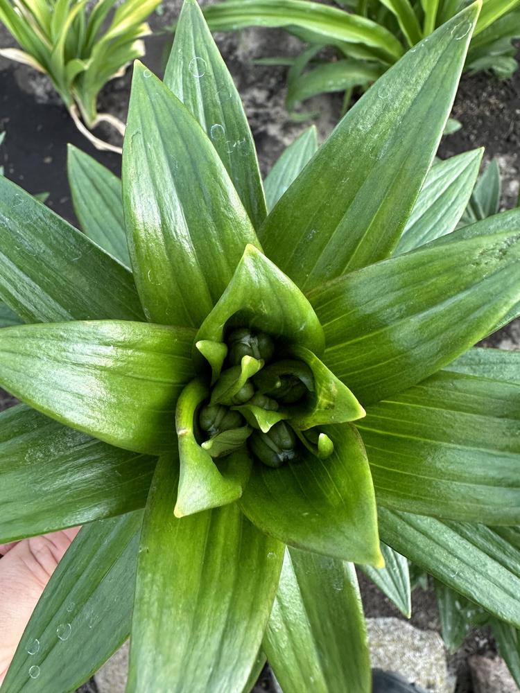 Photo of the stem, scape, stalk or bark of Lily (Lilium 'Malbec ...