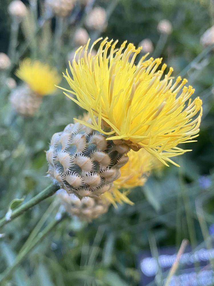 Photo of the bloom of Centaurea (Centaurea orientalis) posted by SL ...