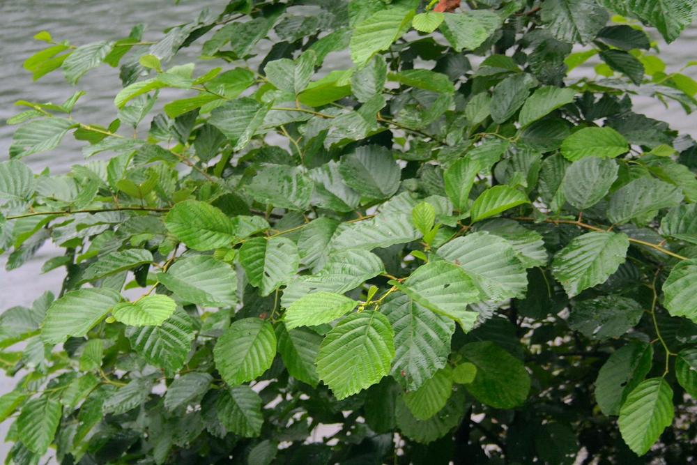 Photo of the leaves of Alnus glutinosa subsp. barbata posted by ...