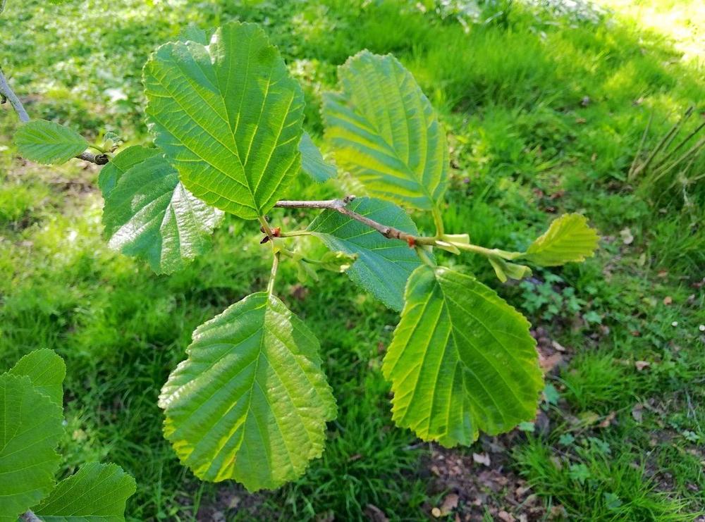 Photo of the leaves of Alnus glutinosa subsp. glutinosa posted by ...