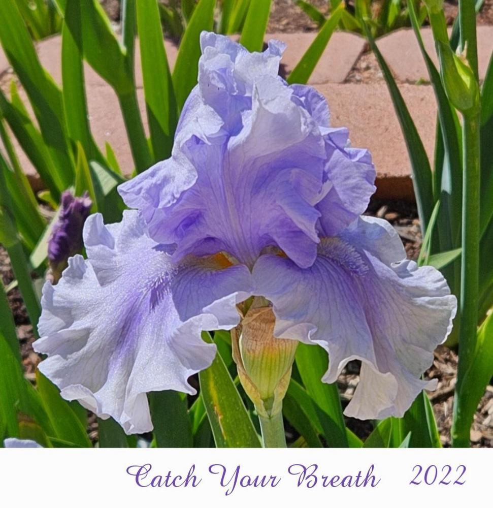 Photo of the bloom of Tall Bearded Iris (Iris 'Catch Your Breath ...