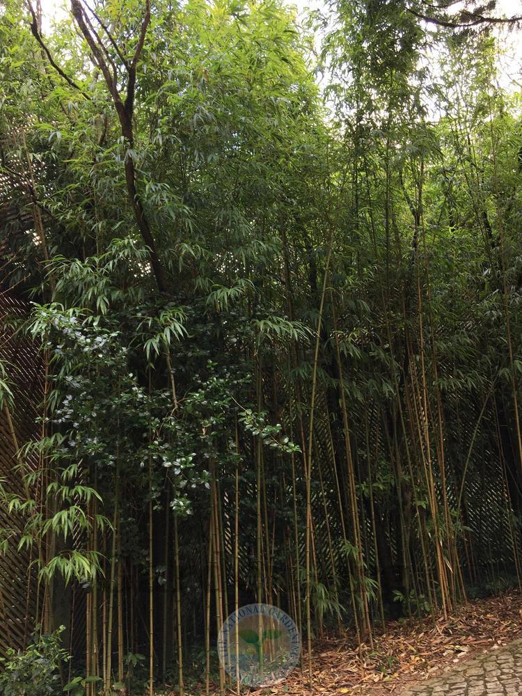 Photo of the entire plant of Square Bamboo (Chimonobambusa ...