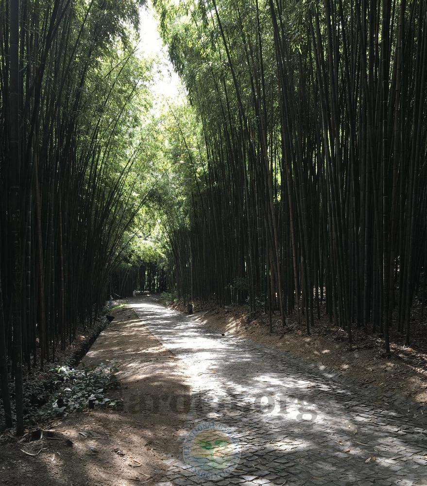 Photo of the habitat view of Giant Japanese Timber Bamboo ...