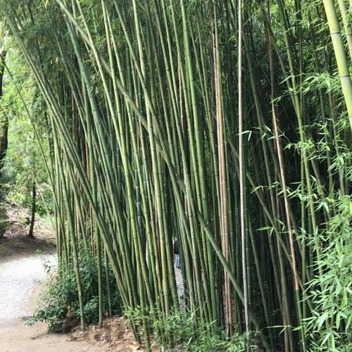 Giant Japanese Timber Bamboo (Phyllostachys reticulata) - Garden.org