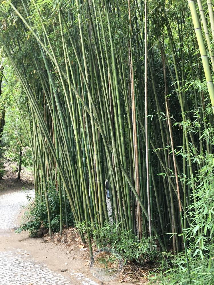 Photo of the stem, scape, stalk or bark of Giant Japanese Timber Bamboo ...