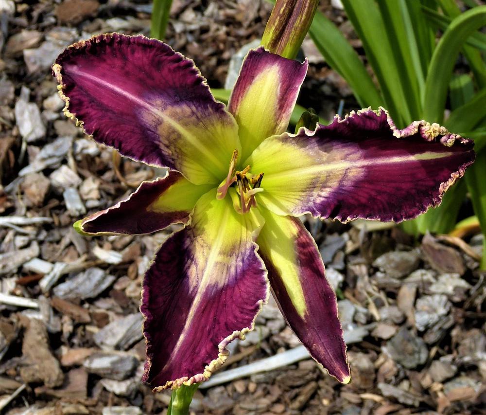 Daylily (Hemerocallis 'Nanu Nanu') in the Daylilies Database - Garden.org