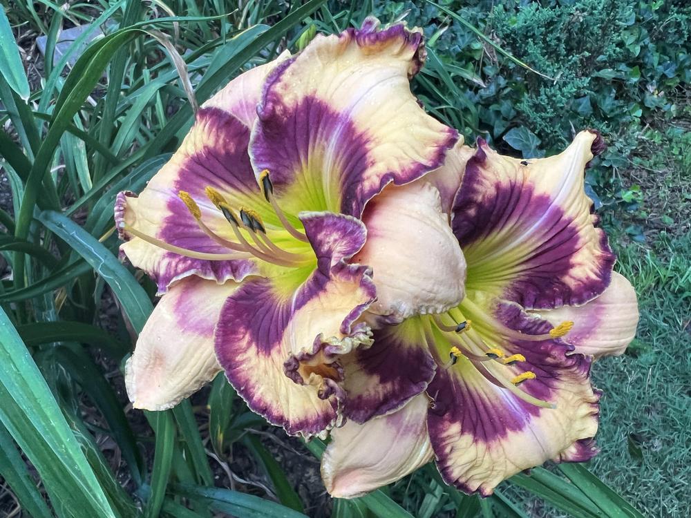 Daylily (Hemerocallis 'Blackberry Queen') in the Daylilies Database ...