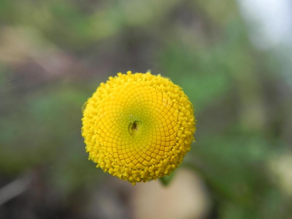 Creeping Gold Buttons (Cotula 'Tiffindell Gold') - Garden.org
