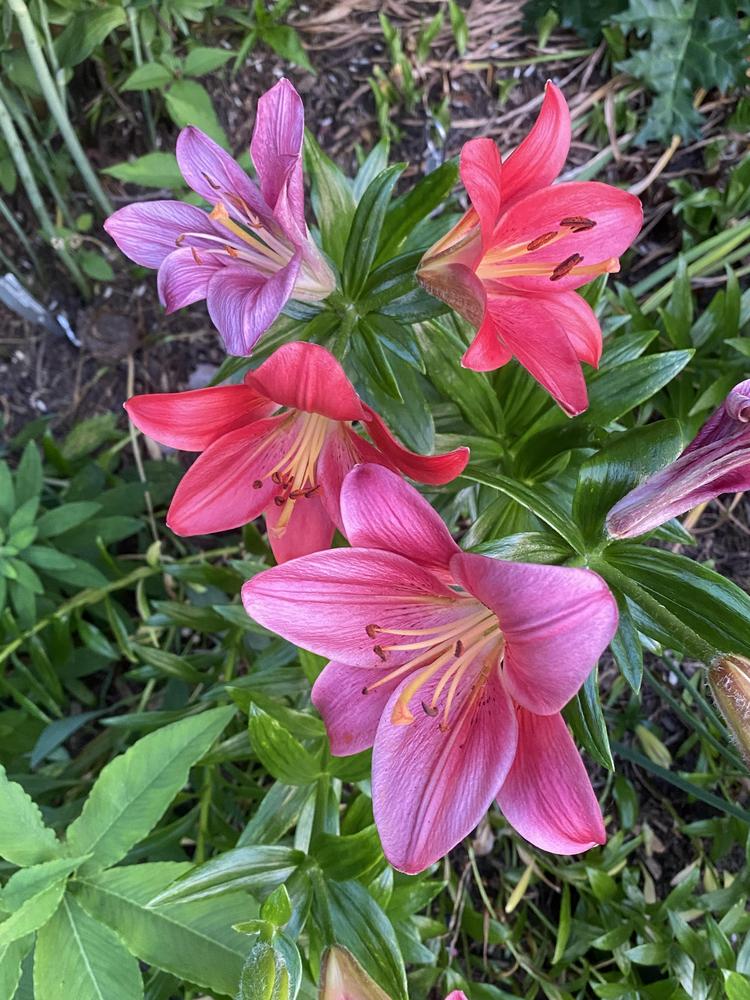 Lily (Lilium 'Hello Dolly') in the Lilies Database - Garden.org