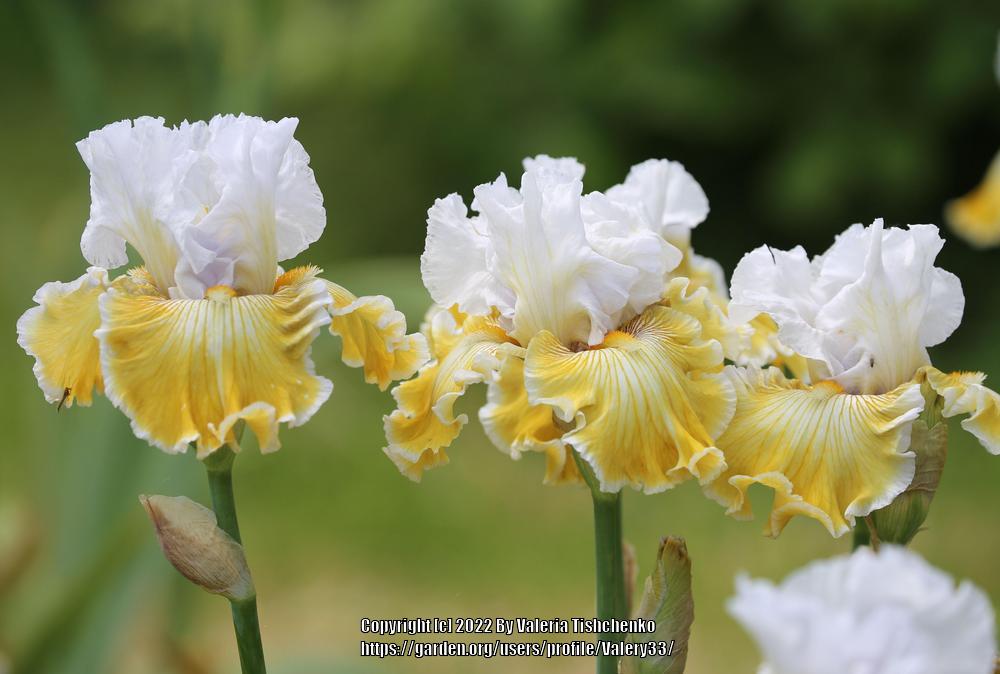 Photo of the bloom of Tall Bearded Iris (Iris 'Baby I Love You') posted by Valery33 - Garden.org