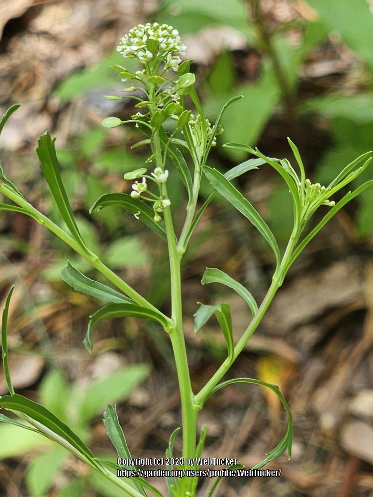 Photo of the entire plant of Virginia Peppergrass (Lepidium virginicum ...