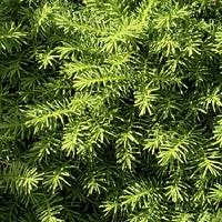 Photo of the leaves of Bird's Nest Spruce (Picea abies 'Nidiformis ...