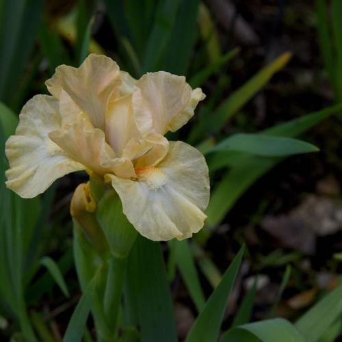 Standard Dwarf Bearded Iris (Iris 'Naples Syrup') in the Irises ...