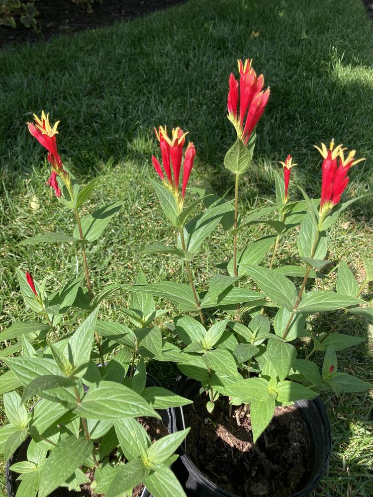 Spigelia 'Little Redhead' - Garden.org