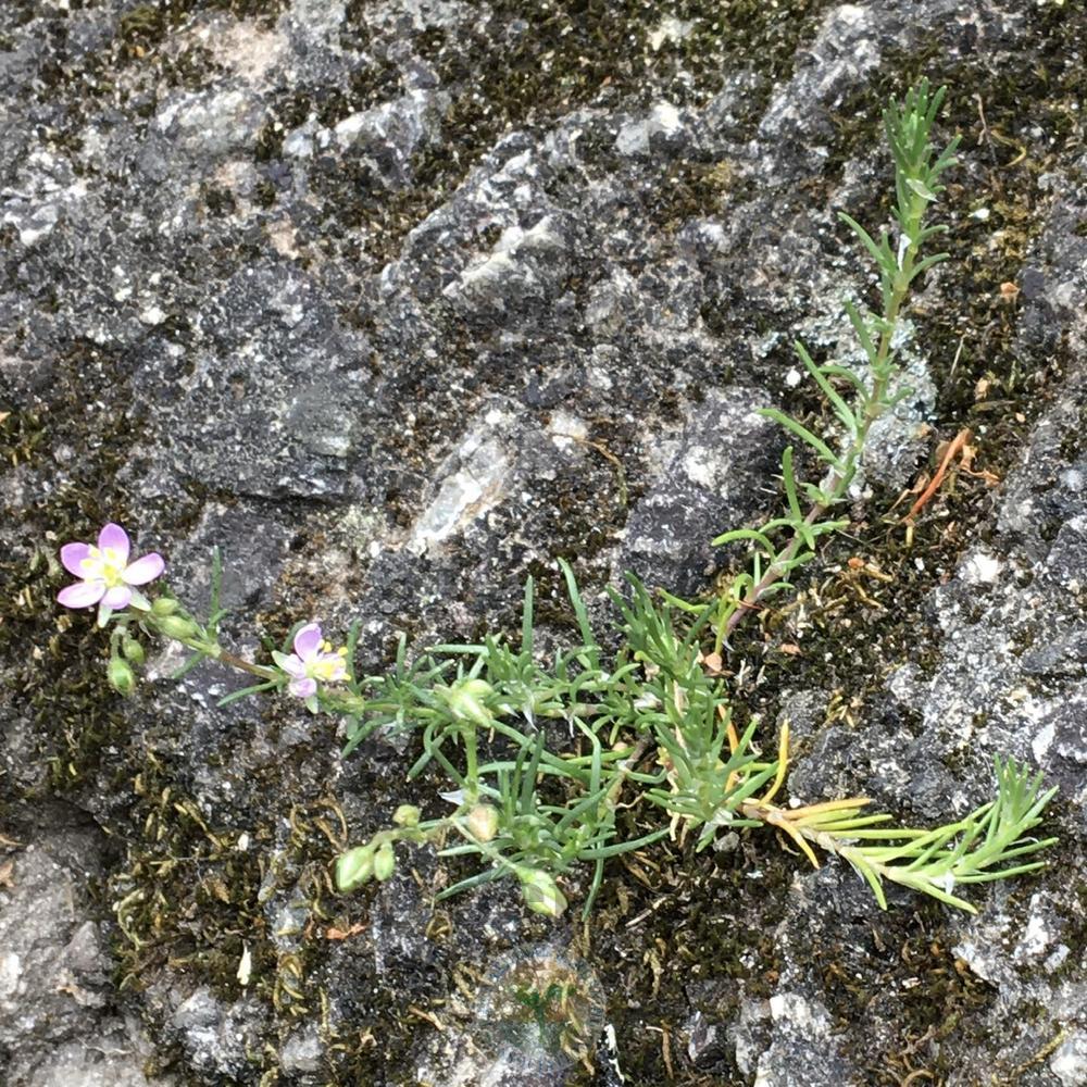 Photo of the entire plant of Red Sandspurry (Spergularia rubra) posted ...