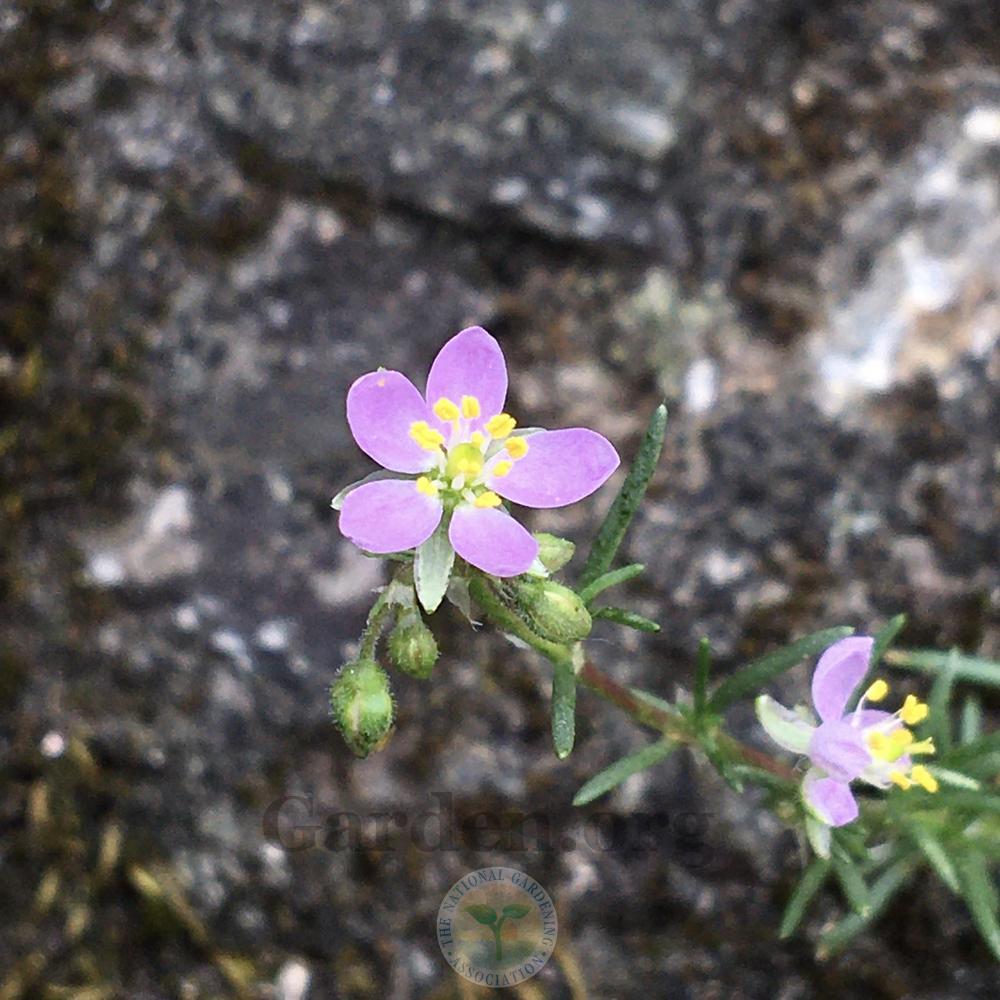 Photo of the bloom of Red Sandspurry (Spergularia rubra) posted by ...
