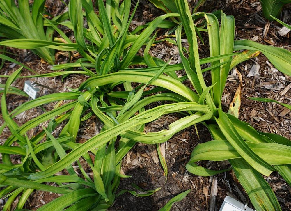 Spring Sickness in the Daylilies forum - Garden.org