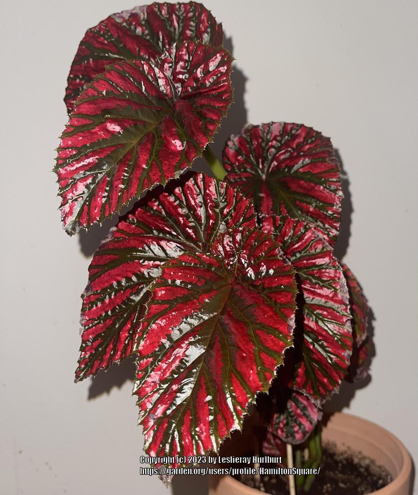 Begonia (Begonia brevirimosa) in the Begonias Database - Garden.org