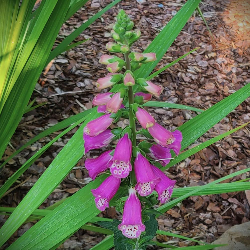 Photo of the bloom of Foxglove (Digitalis 'Pink Panther') posted by ...