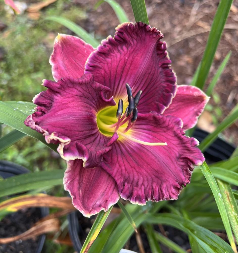 Photo of the bloom of Daylily (Hemerocallis 'Groove-billed Ani') posted ...