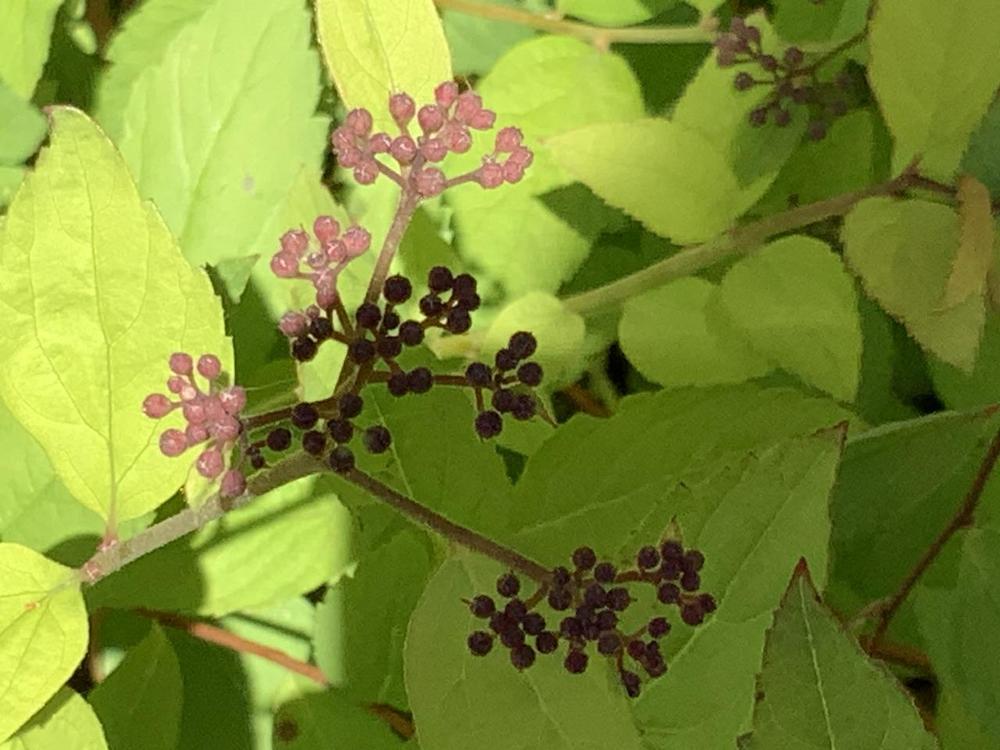 Photo of the closeup of buds, sepals and receptacles of Spiraea ...
