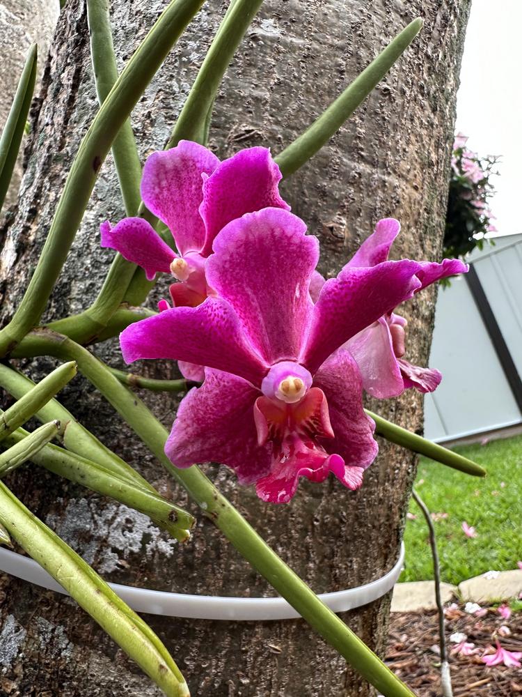 Photo of the bloom of Orchid (Papilionanda) posted by ...