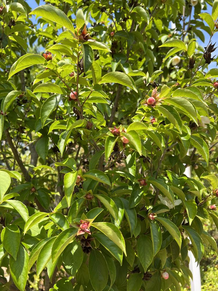 Photo of the leaves of Upright Stewartia (Stewartia rostrata) posted by ...