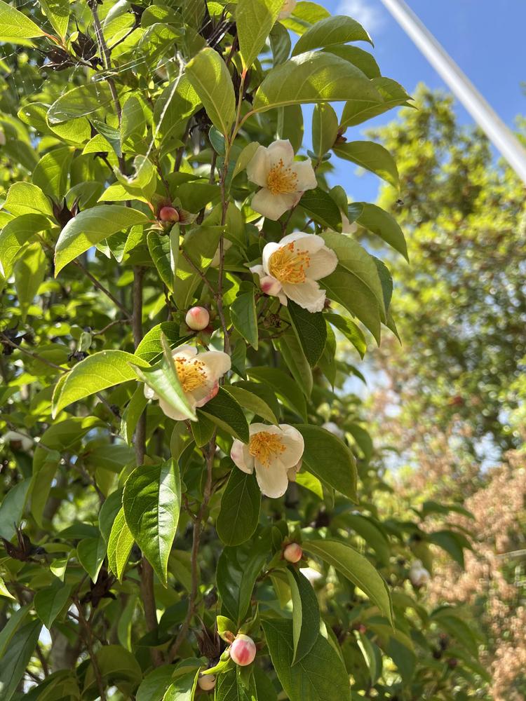 Photo of the bloom of Upright Stewartia (Stewartia rostrata) posted by ...