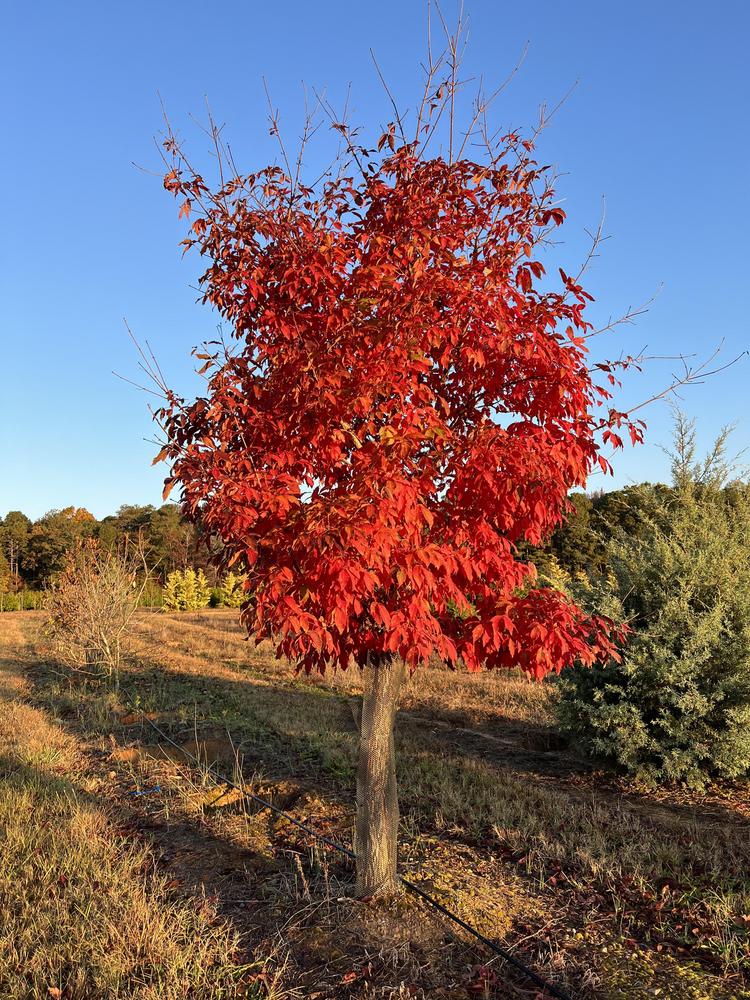 Photo of the fall color of Three-Flowered Maple (Acer triflorum) posted ...