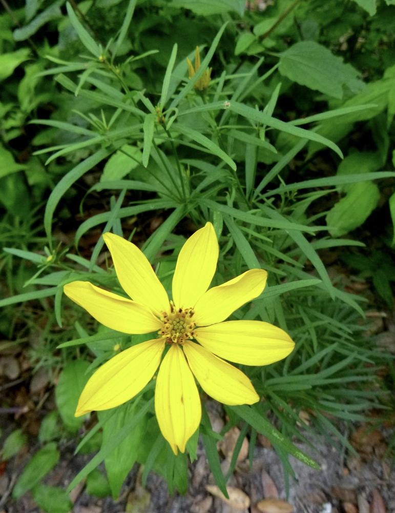 Photo of the leaves of Larkspur-Leaf Tickseed (Gyrophyllum ...