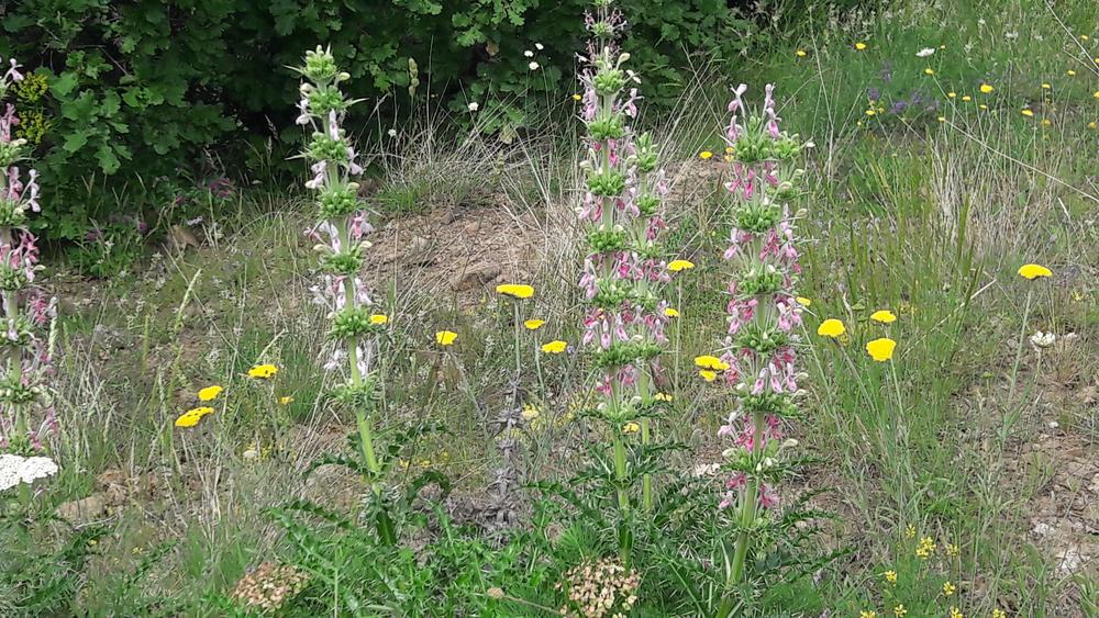 Photo of the habitat view of Morina persica posted by skopjecollection ...