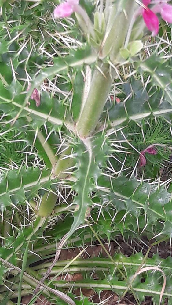 Photo of the leaves of Morina persica posted by skopjecollection ...