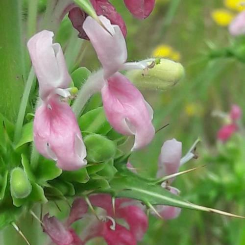 Morina persica - Garden.org