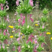 Photo of the bloom of Morina persica posted by skopjecollection ...