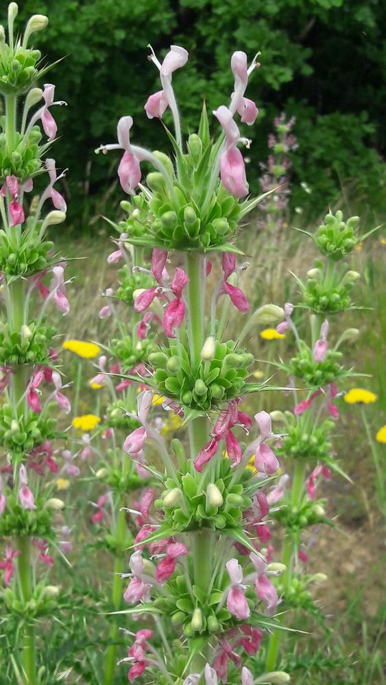 Photo of the bloom of Morina persica posted by skopjecollection ...