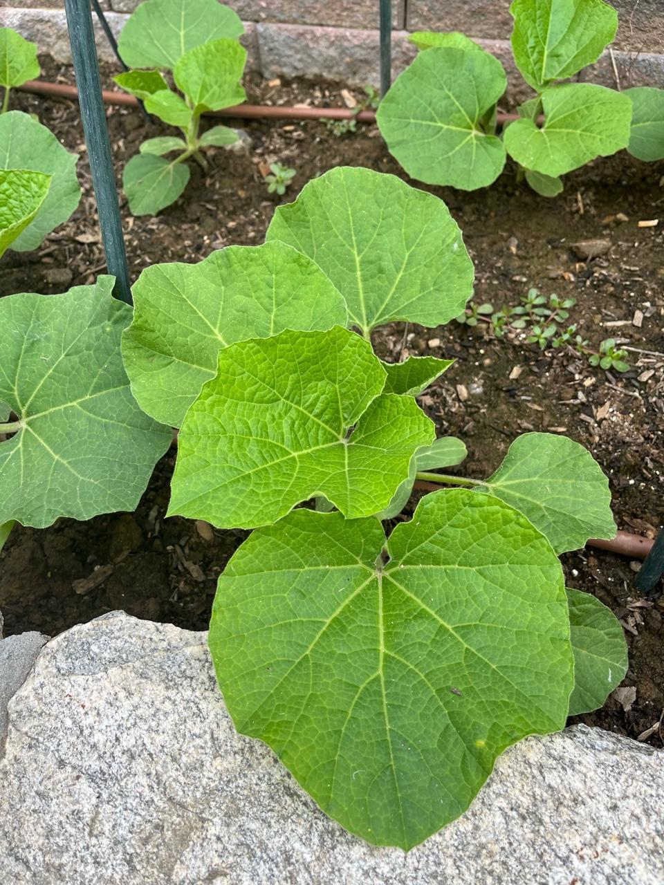 Photo of the leaves of Italian Edible Gourd (Lagenaria siceraria ...