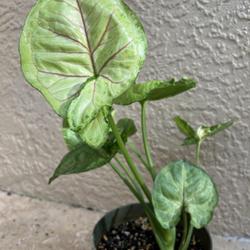 Syngoniums: Collection of Varieties - Garden.org