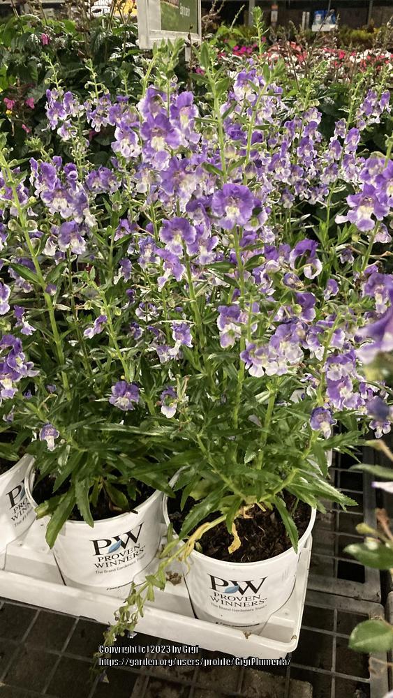 Photo of the entire plant of Angelonia Angelface® Blue posted by ...