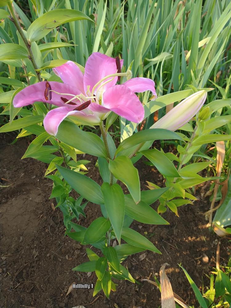 Lilium Identification in the Lilies forum - Garden.org