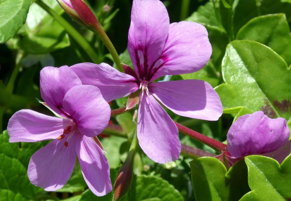 Photo of the bloom of Ivy Geranium (Pelargonium peltatum Blizzard® Blue ...
