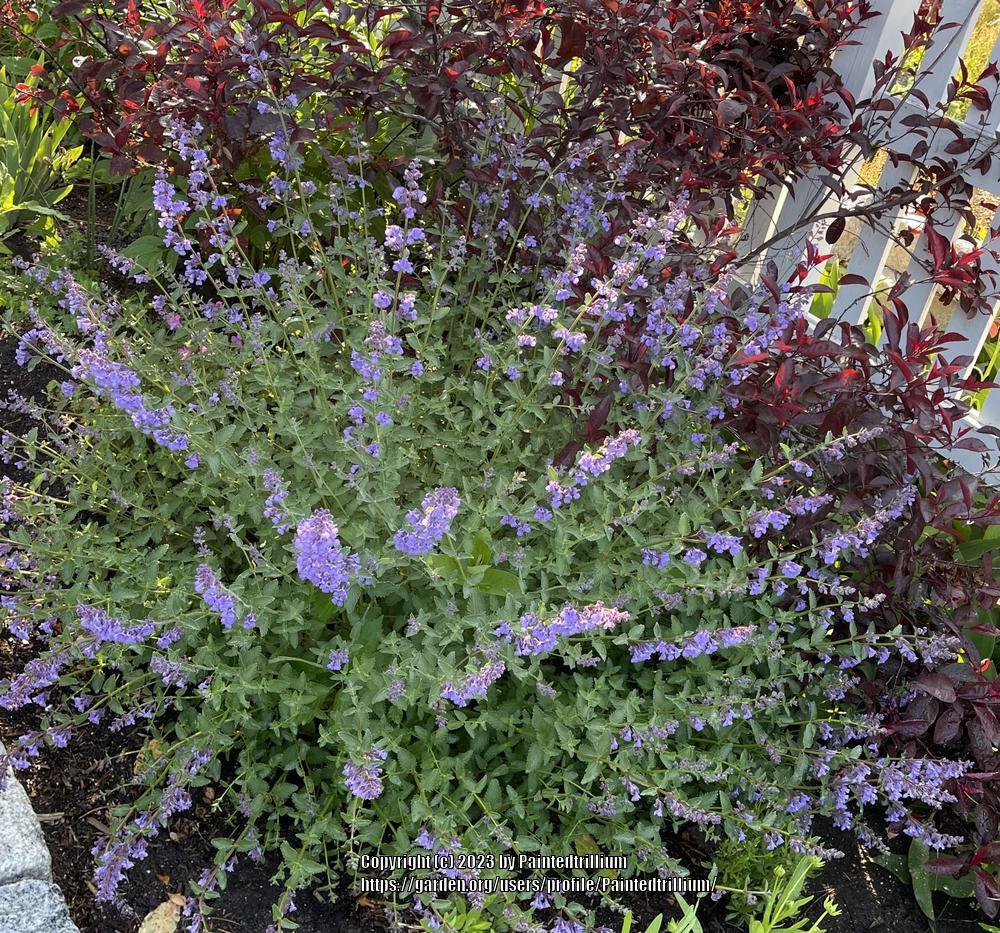 Photo of the entire plant of Catmint (Nepeta x faassenii Junior Walker™) posted by ...
