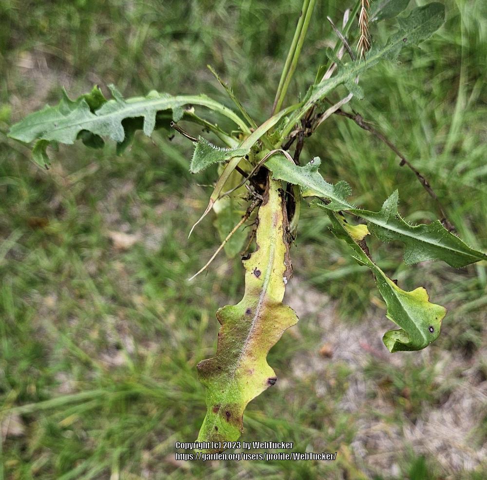 Photo of the leaves of Autumn Hawkbit (Leontodon autumnalis) posted by ...