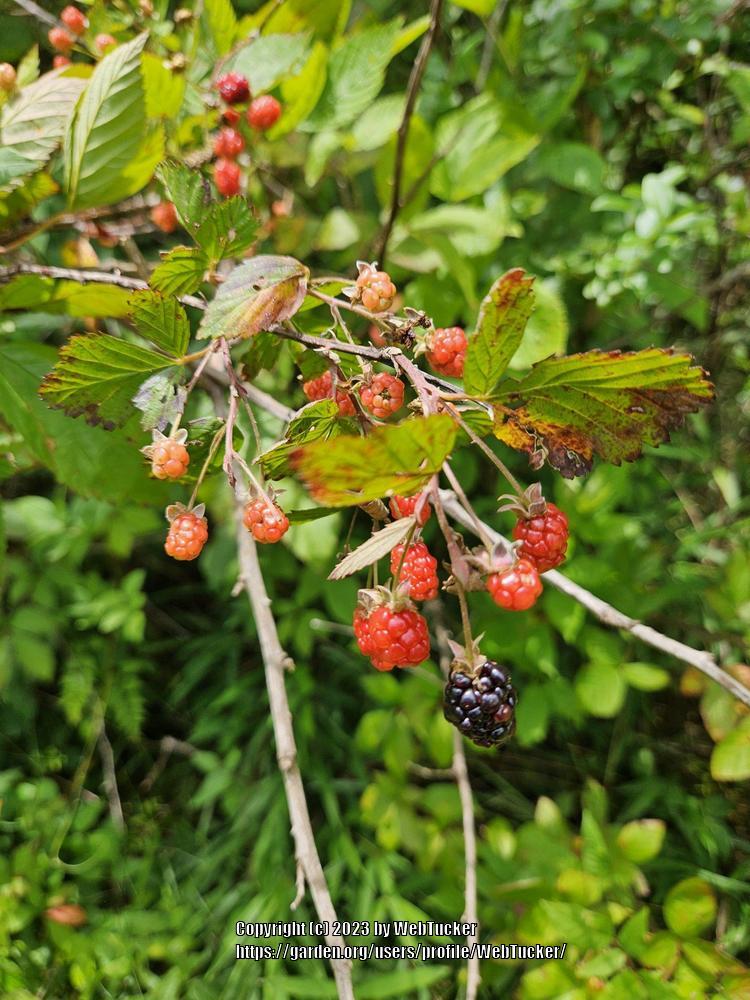 Photo of the fruit of Southern Blackberry (Rubus argutus) posted by ...