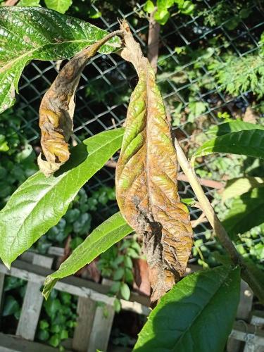 Heavy damage on loquat tree in the Pests and Diseases forum - Garden.org