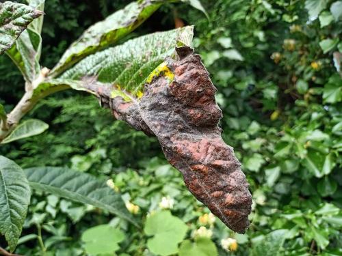 Heavy damage on loquat tree in the Pests and Diseases forum - Garden.org