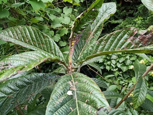 Heavy damage on loquat tree in the Pests and Diseases forum - Garden.org