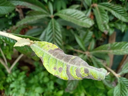 Heavy damage on loquat tree in the Pests and Diseases forum - Garden.org